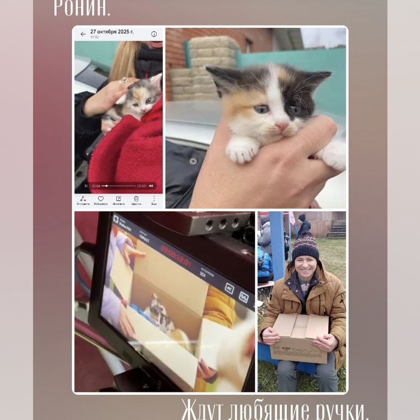 Котёнок в добрые руки