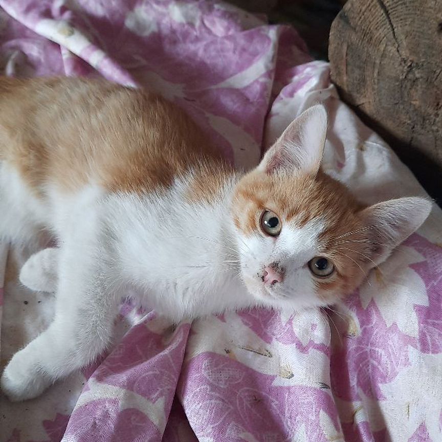 Добрый мальчик Компот ищет семью