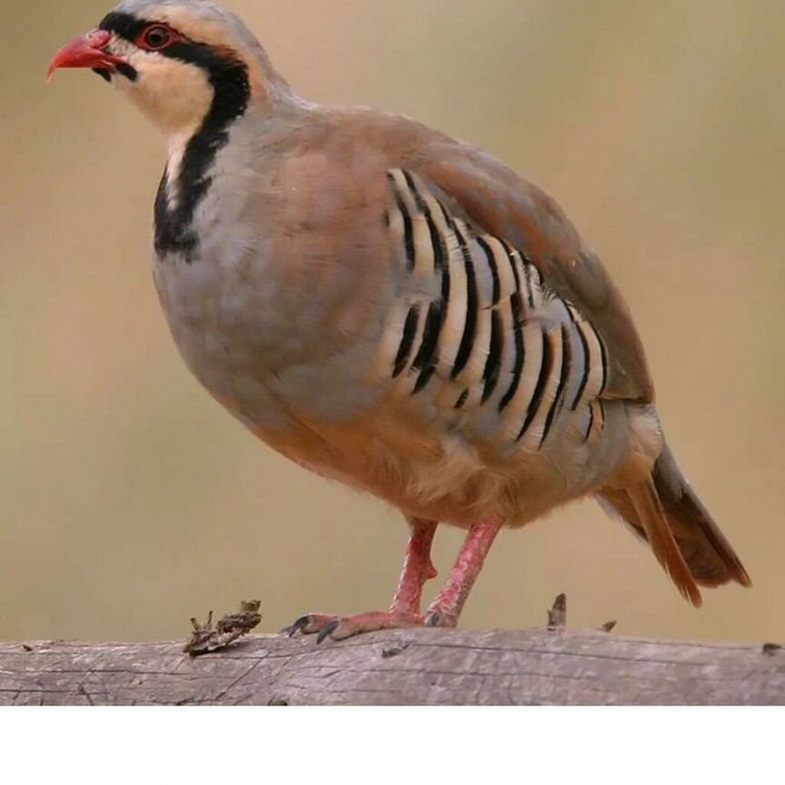 Кеклики или каменные куропатки