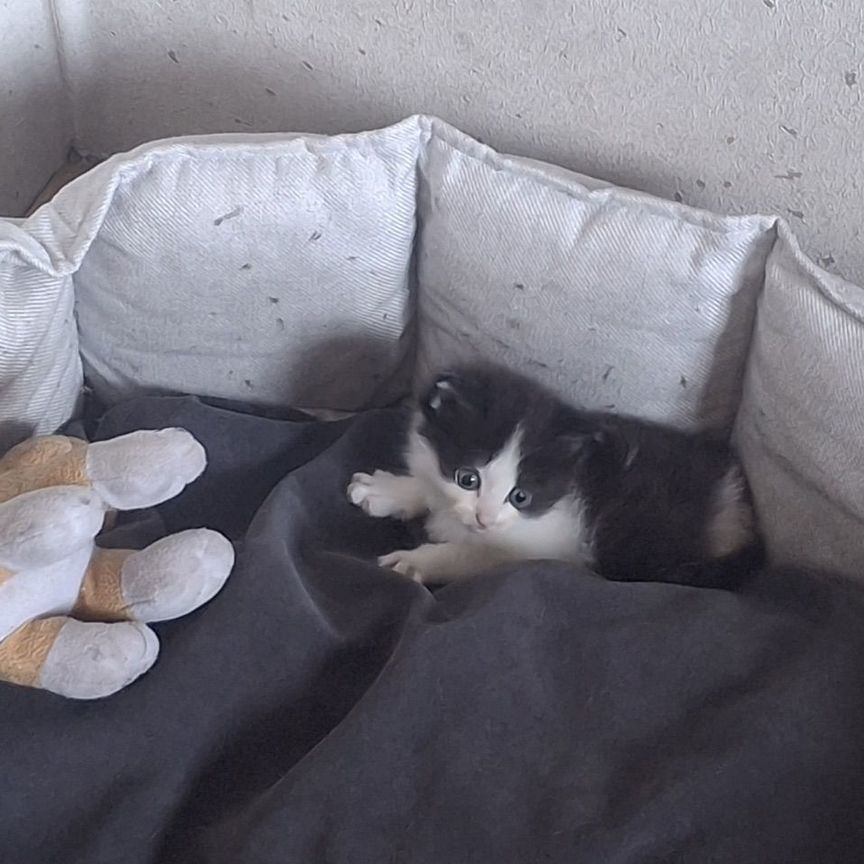 Сибирский котёнок