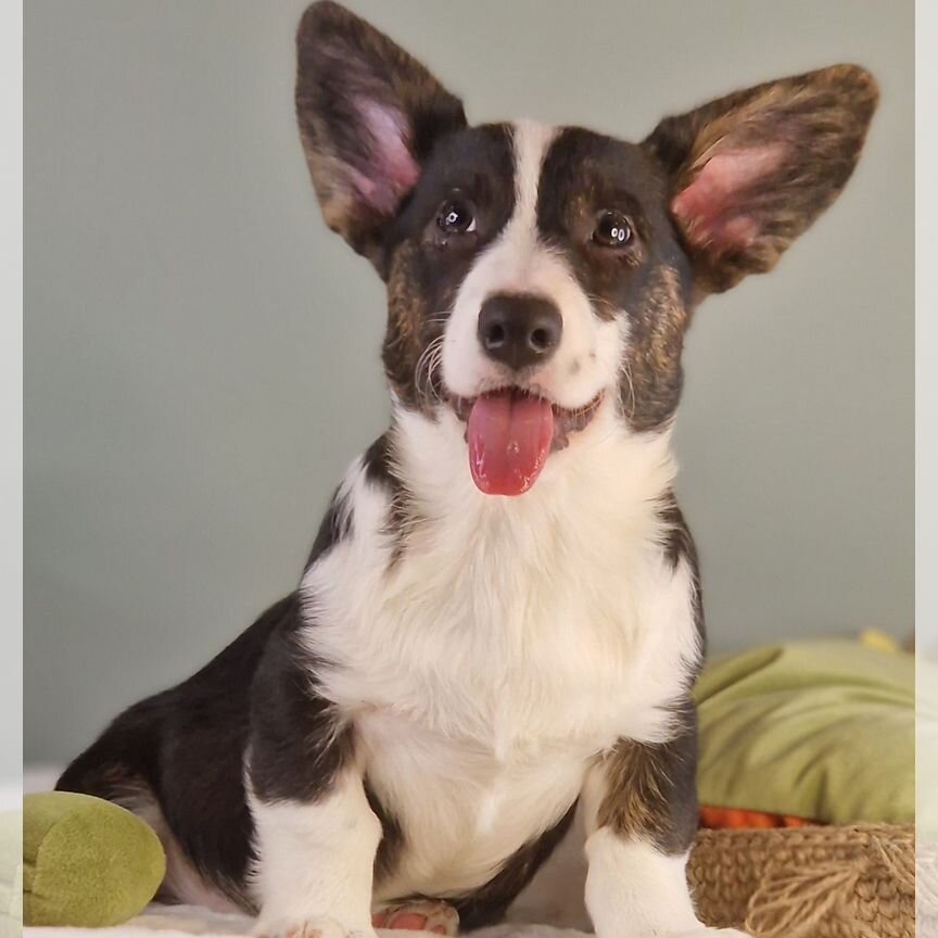 Щенки Вельш-корги кардиган