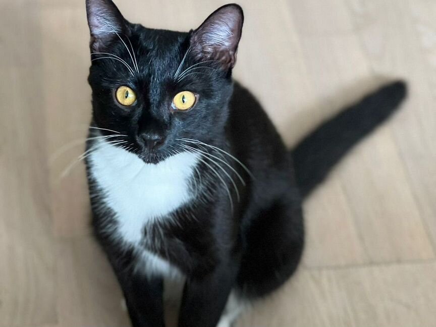 Котенок Марсель, 6 месяцев