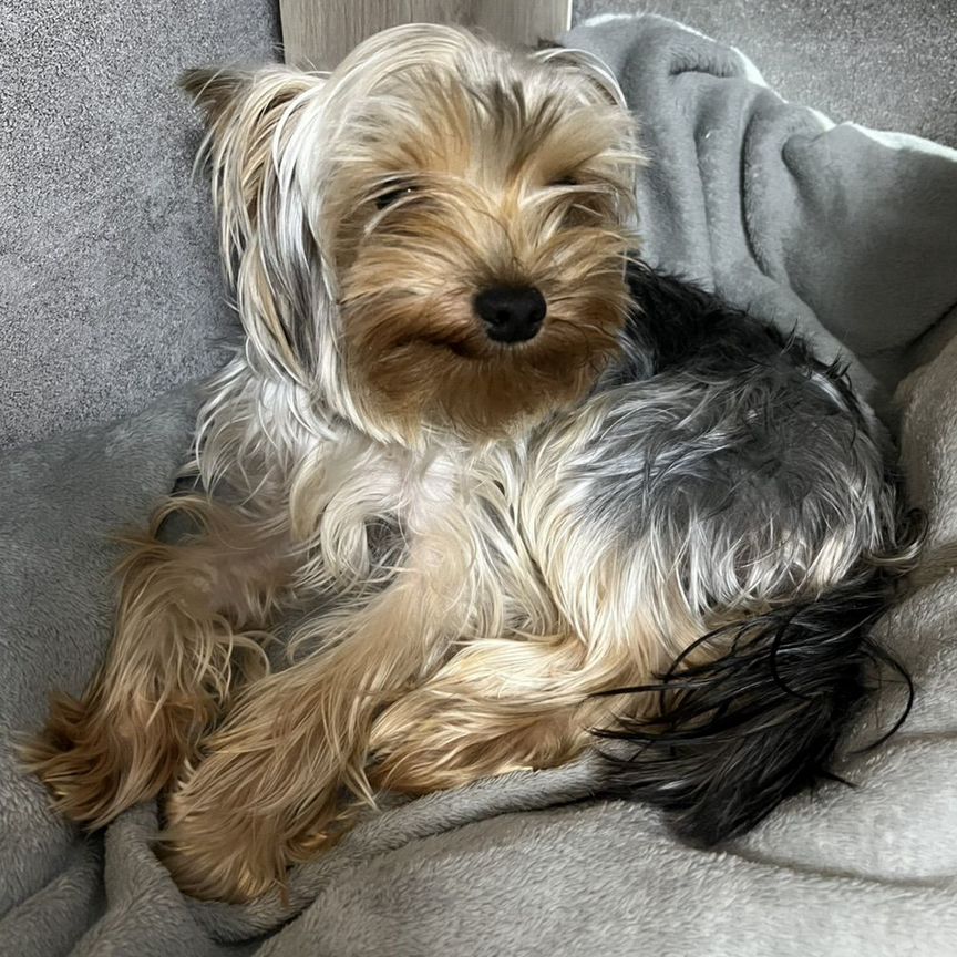 Йоркширский терьер мини