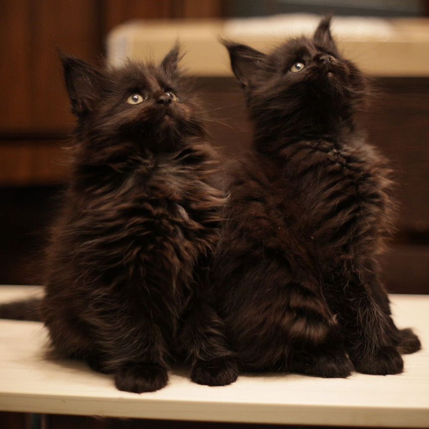 Мейн-кун котёнок