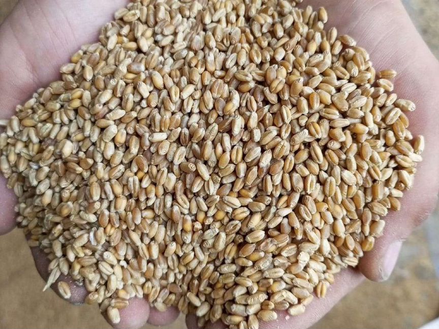 Зерно пшеница ячмень овес дробленка в мешках оптом