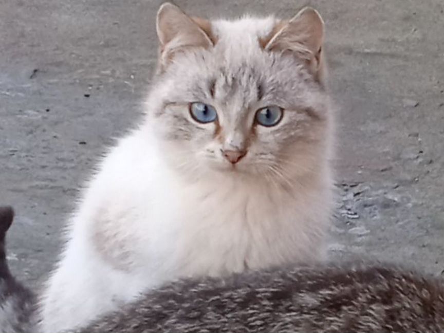 Котята смесь породы Наполион