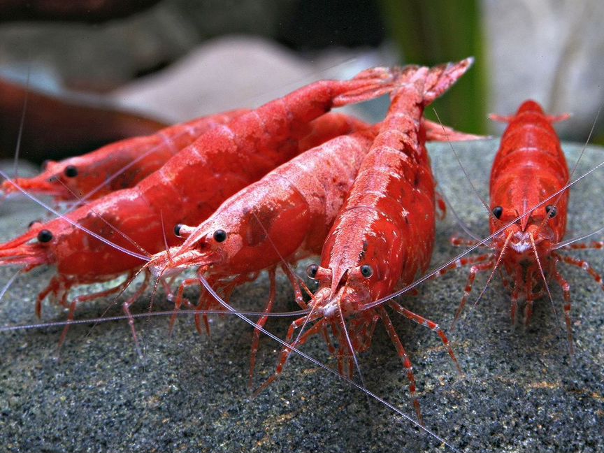 Креветки красные вишни