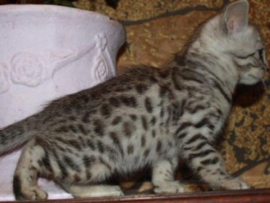 Снежные бенгалы