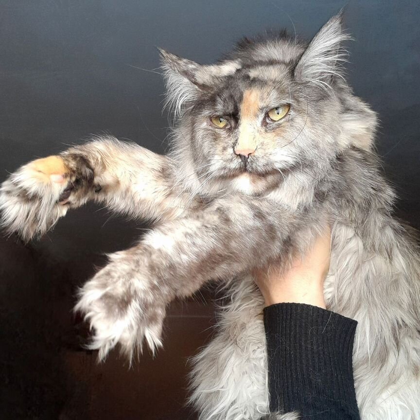 Мейн-кун, взрослая кошка