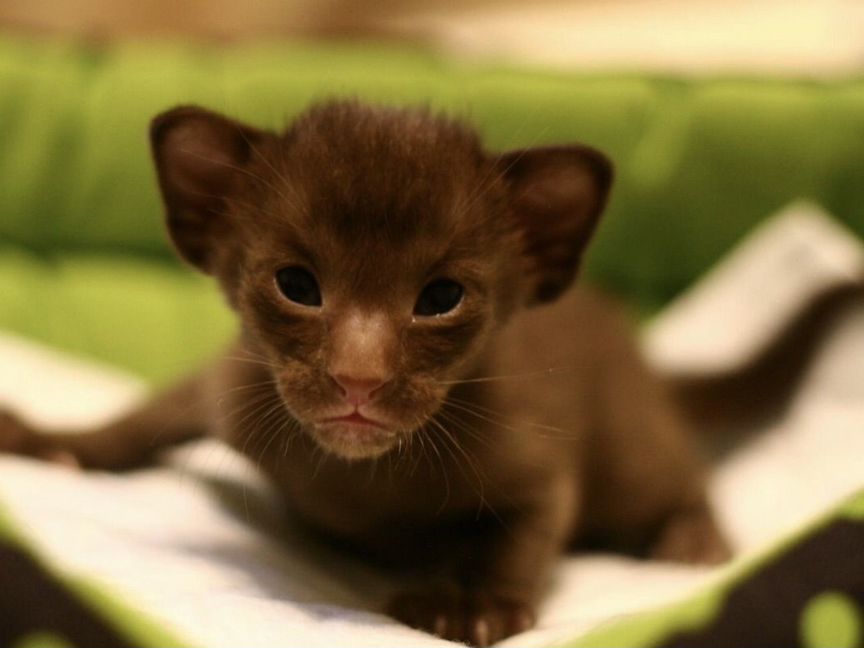 Ориентальные котята