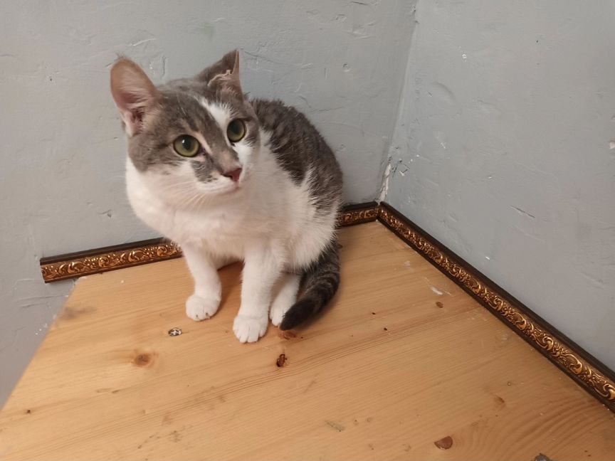 Кошка, которая не прыгает, ищет добрые руки