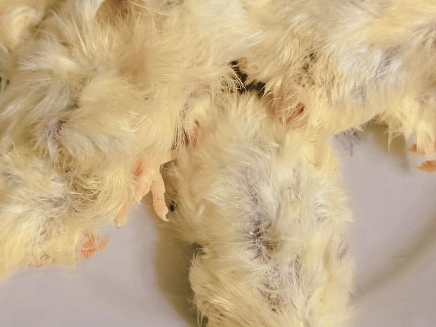 Суточные цыплята на корм животным