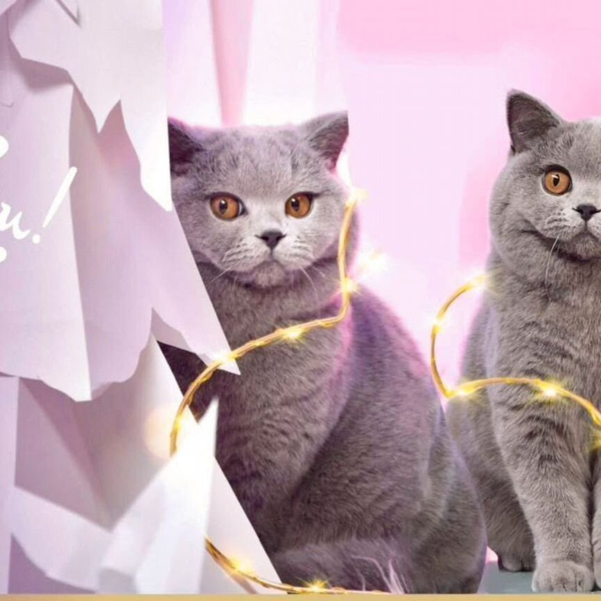 Британские котята голубая классика