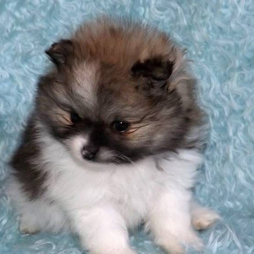 Померанский шпиц