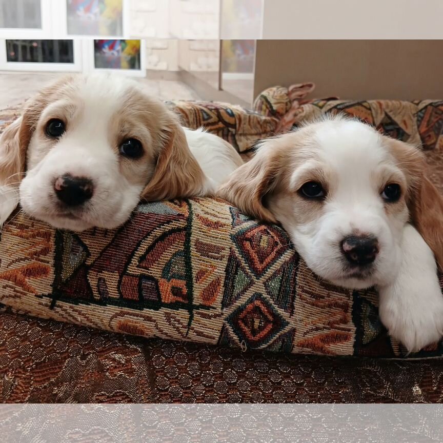 Русский охотничий спаниель, щенок