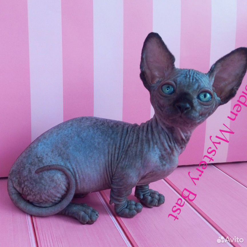 Сфинкс Бамбино