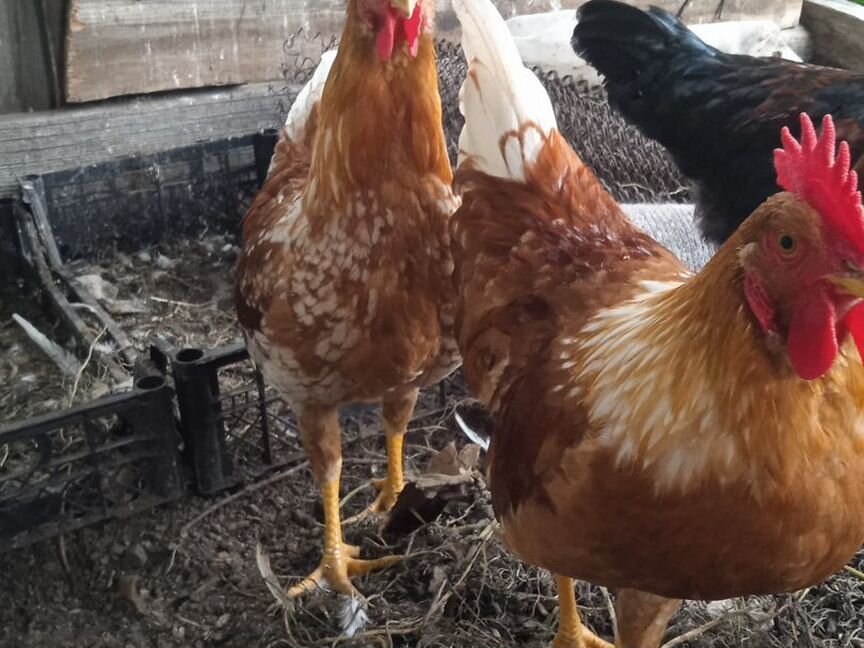 Куры петушки