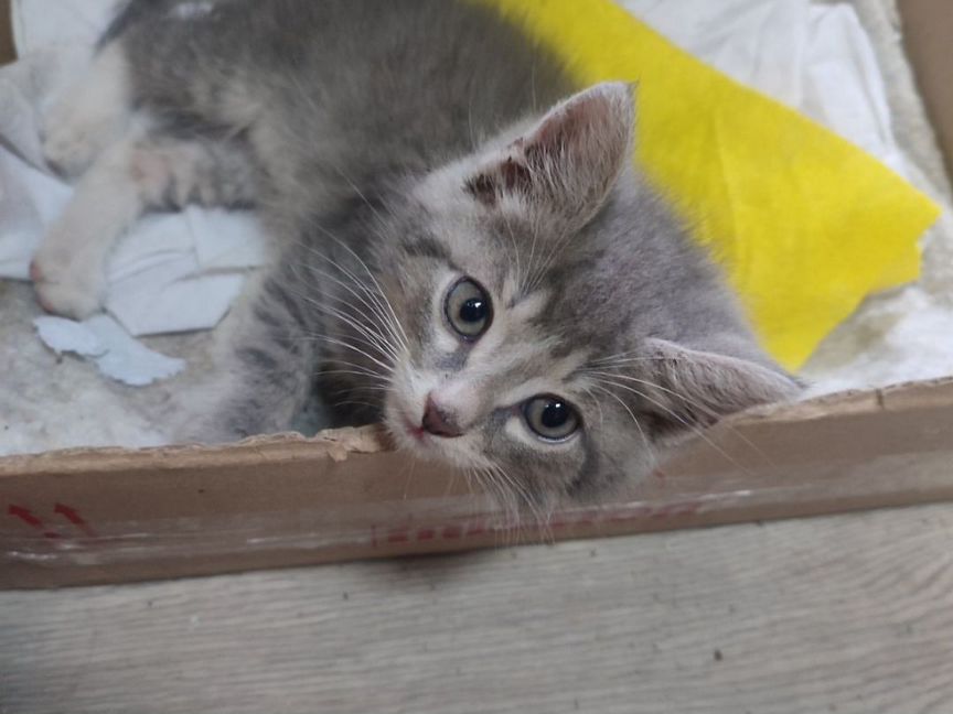 Котёнок в добрые руки