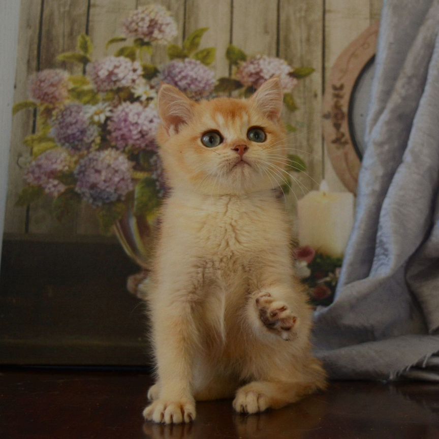 Британский шоколадный котик