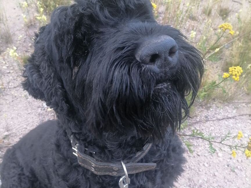 Русский черный терьер