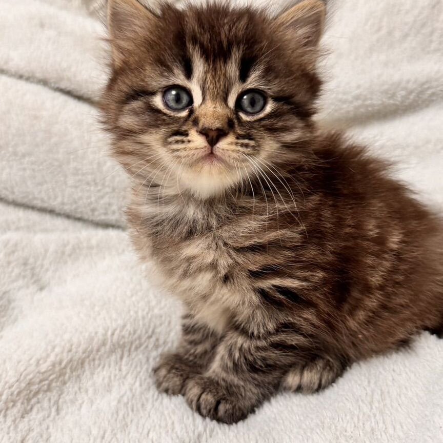 Котёнок от частного владельца