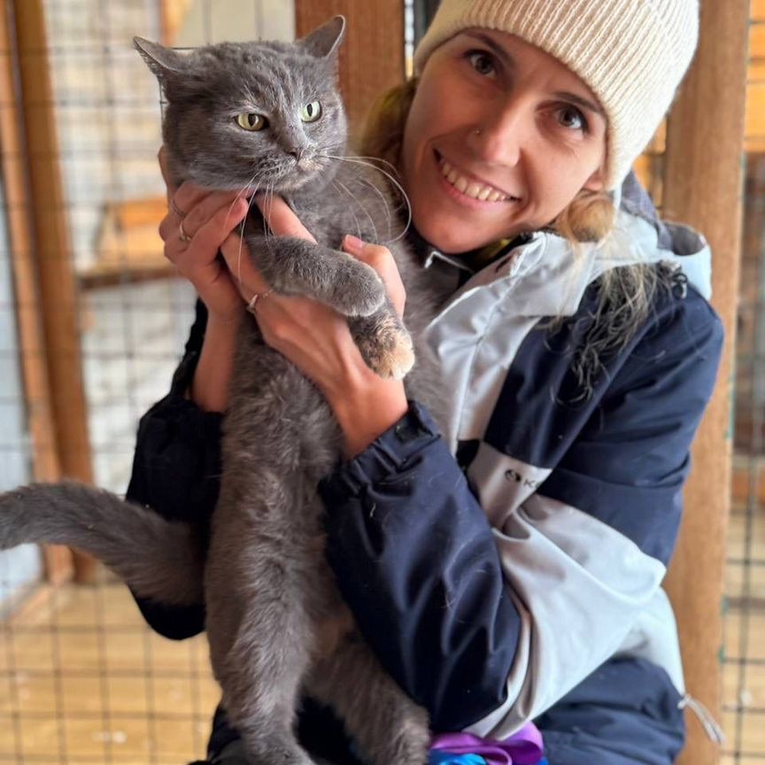 Британская короткошёрстная, взрослая кошка