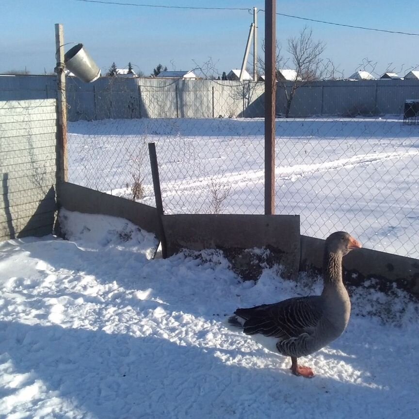Продам Гуся Тульского