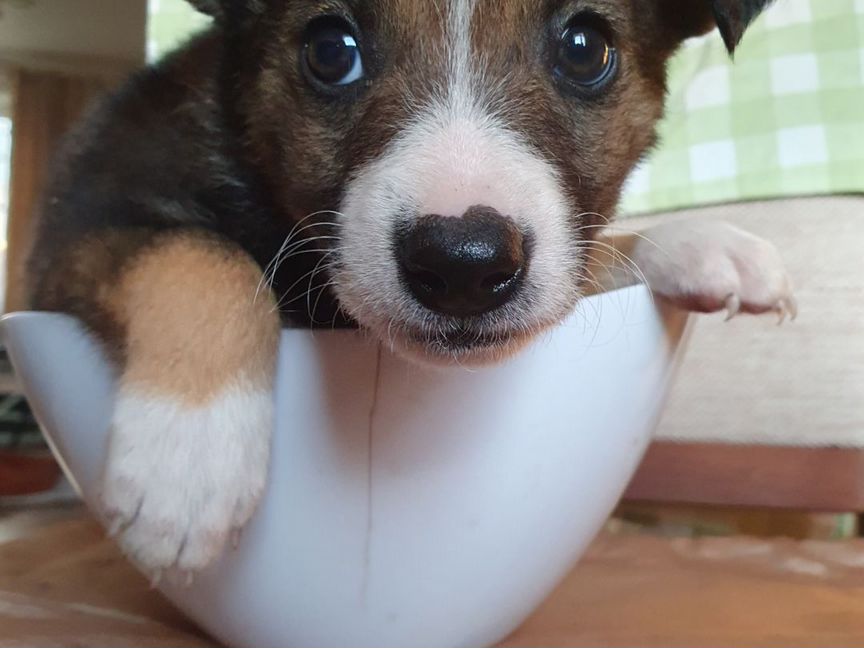 Собака в добрые руки