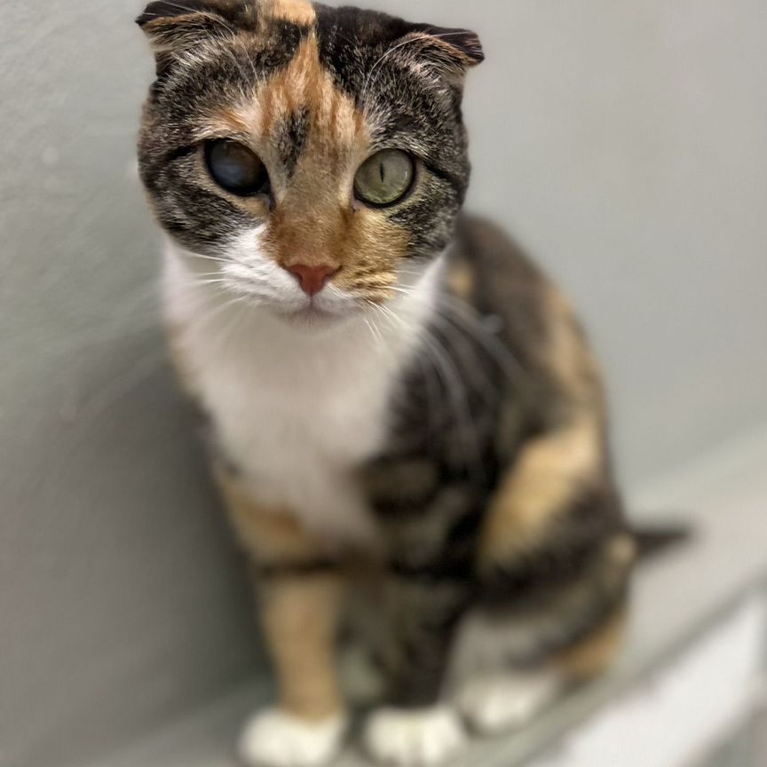 Кошка Феля
