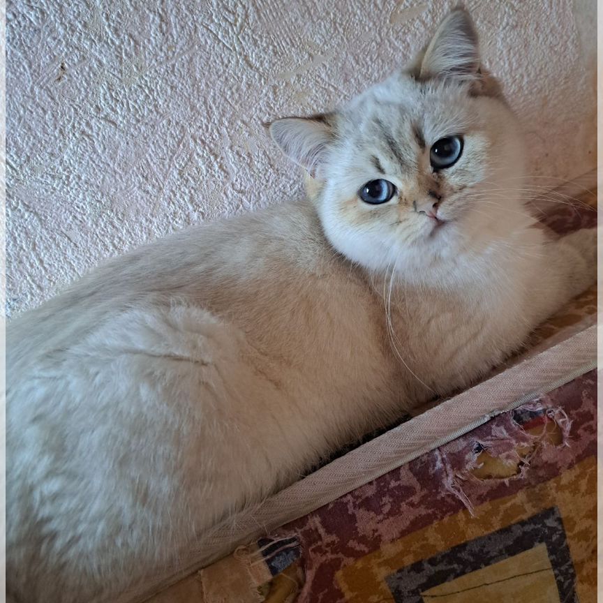 Британская короткошёрстная кошка, взрослая