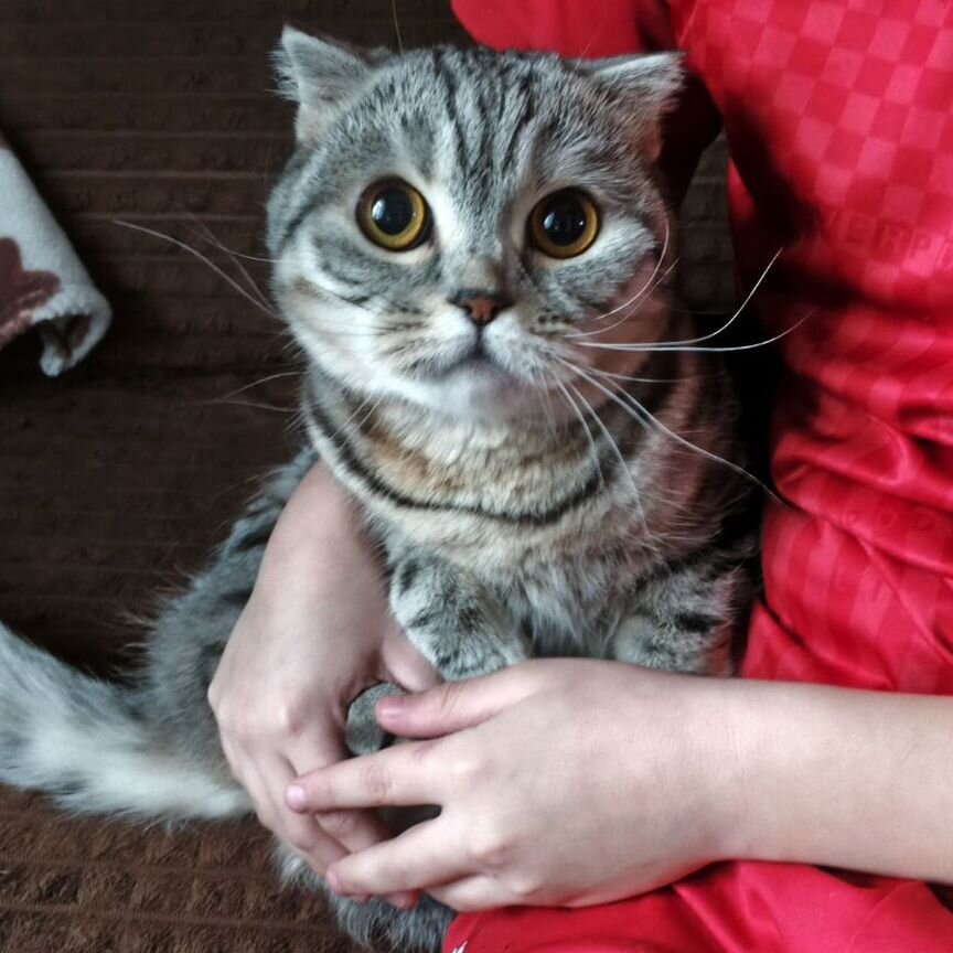 Шотландская вислоухая короткошёрстная кошка, вязка