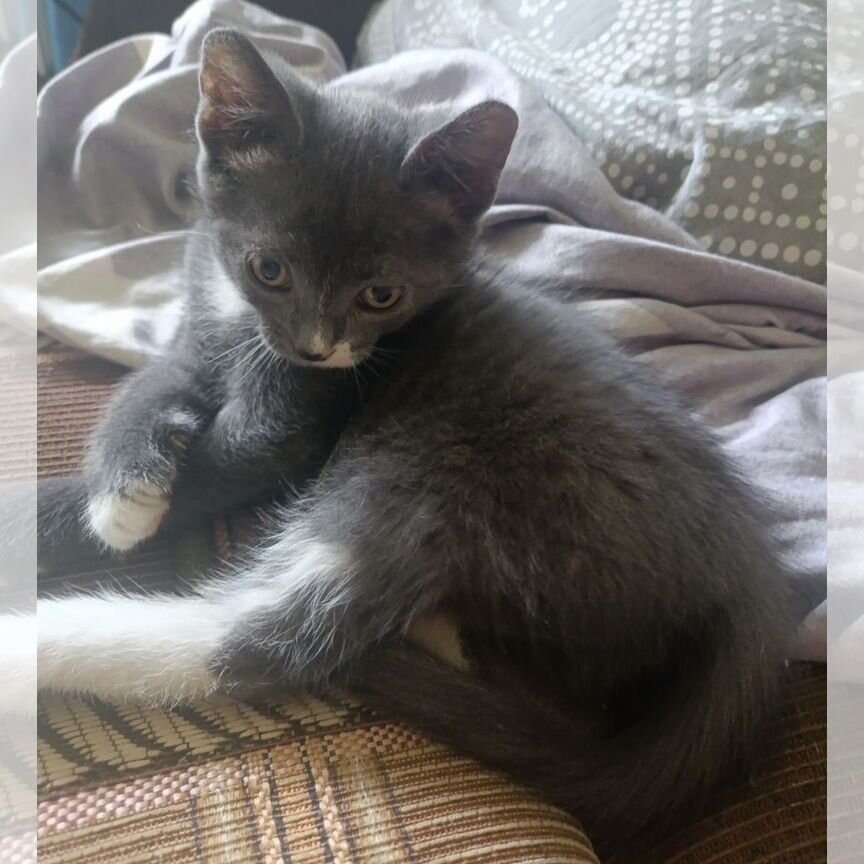 Котёнок в добрые руки