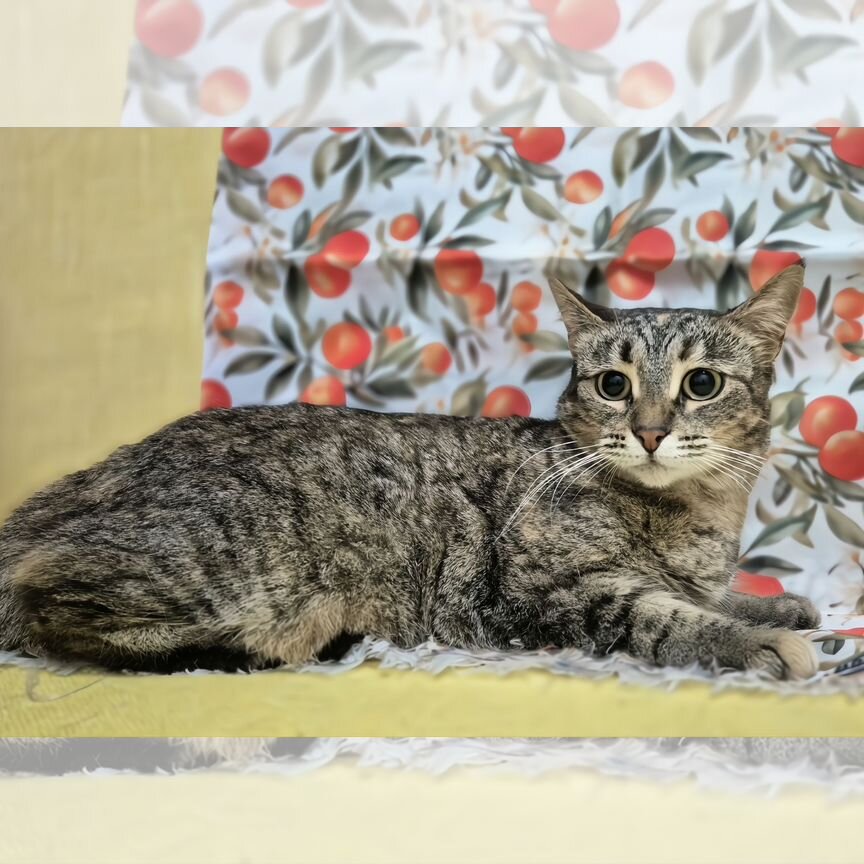 Взрослая кошка в добрые руки