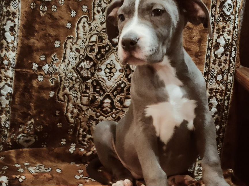 Малышка питбулька