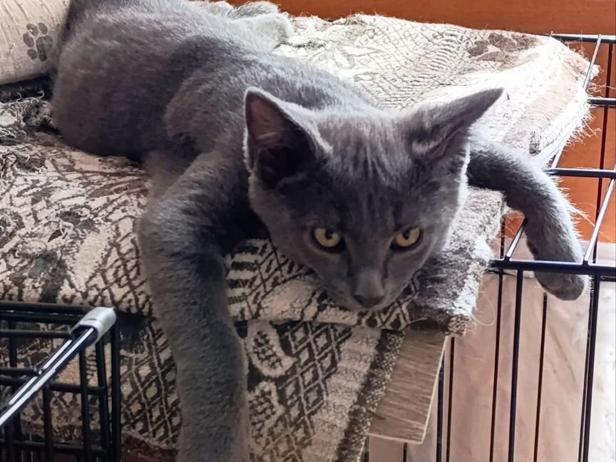 Котик в добрые руки