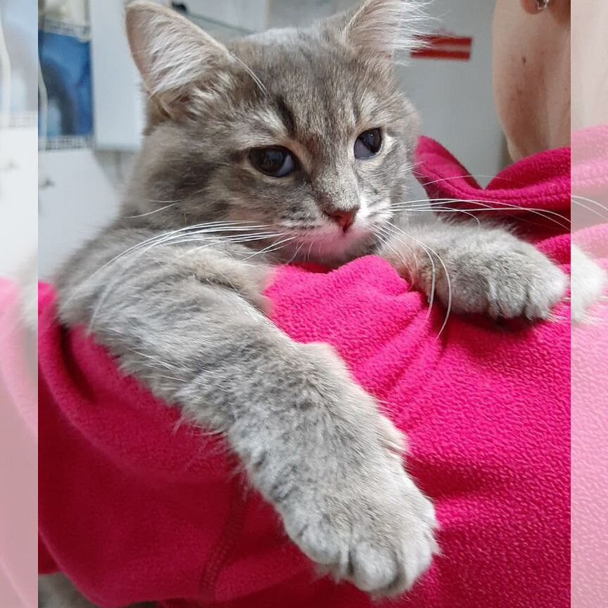Кошка