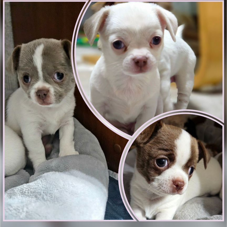 Чихуахуа, щенок