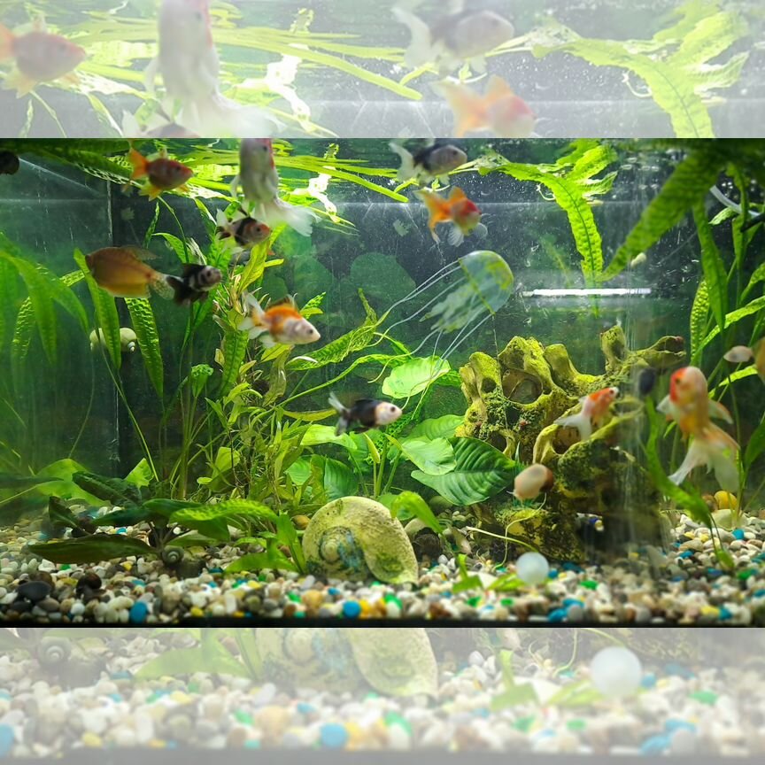 Барбусы гло,огненные,шуберта