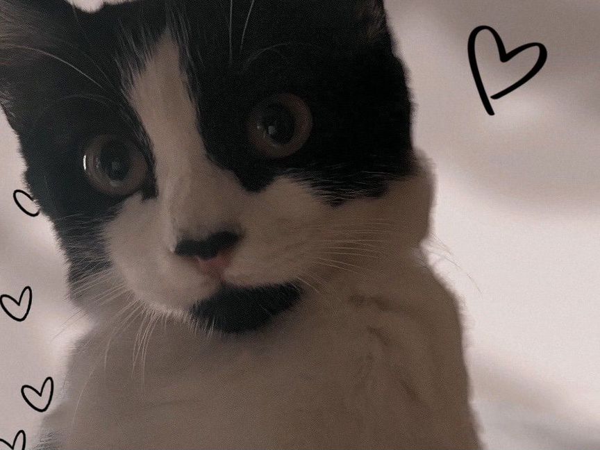 Кошечка-пушинка