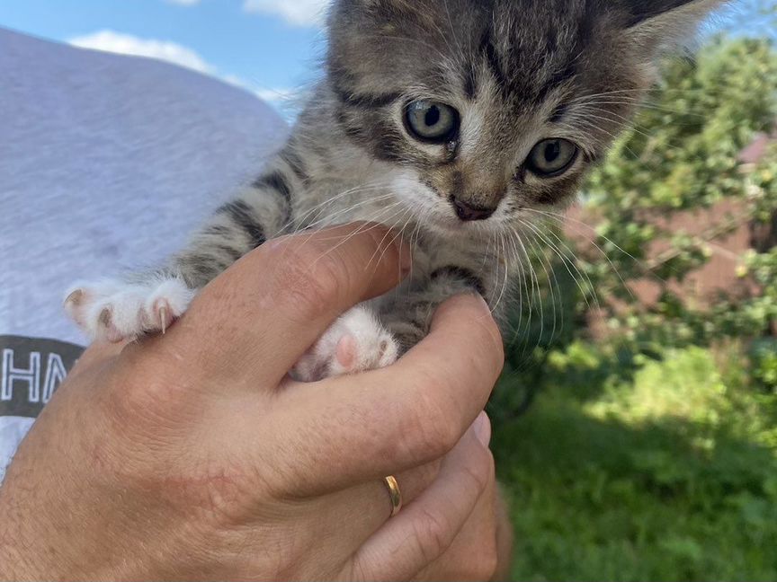 Котёнок в добрые руки (мальчик)