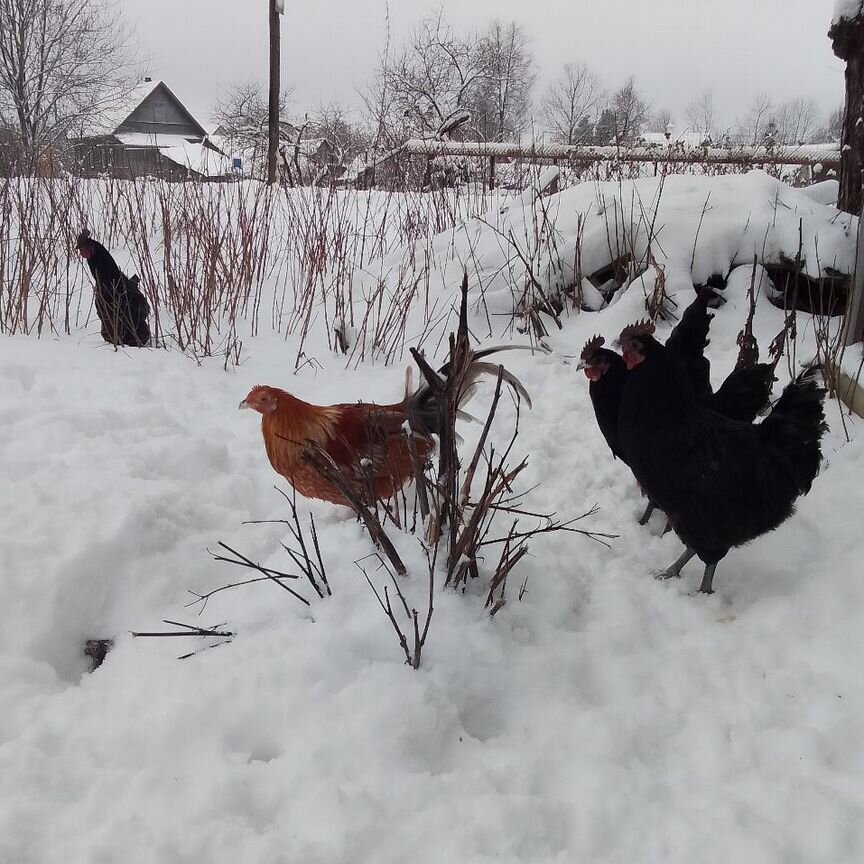 Молодые петухи