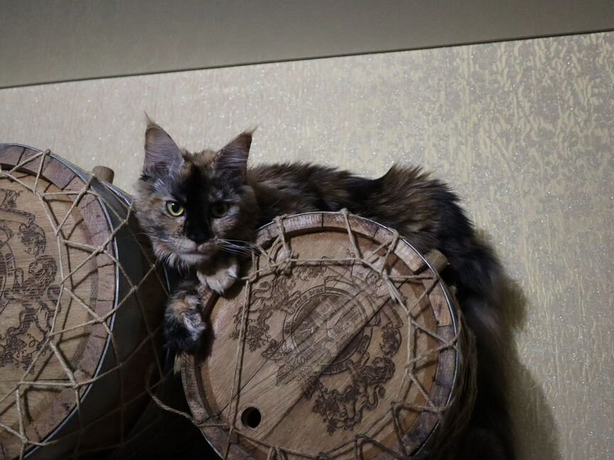 Кошечка-подросток Мейн Кун Мазерати