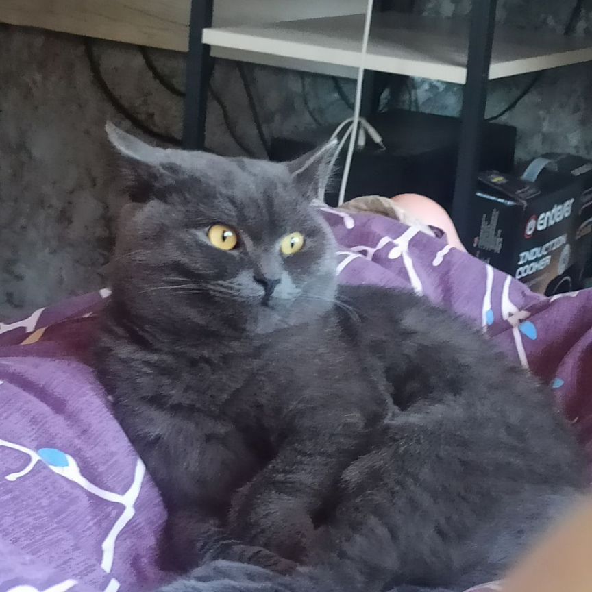 Отдам кота в добрые руки