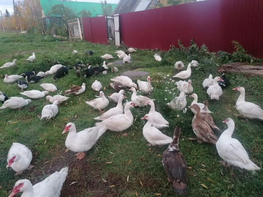 Мускусные утки