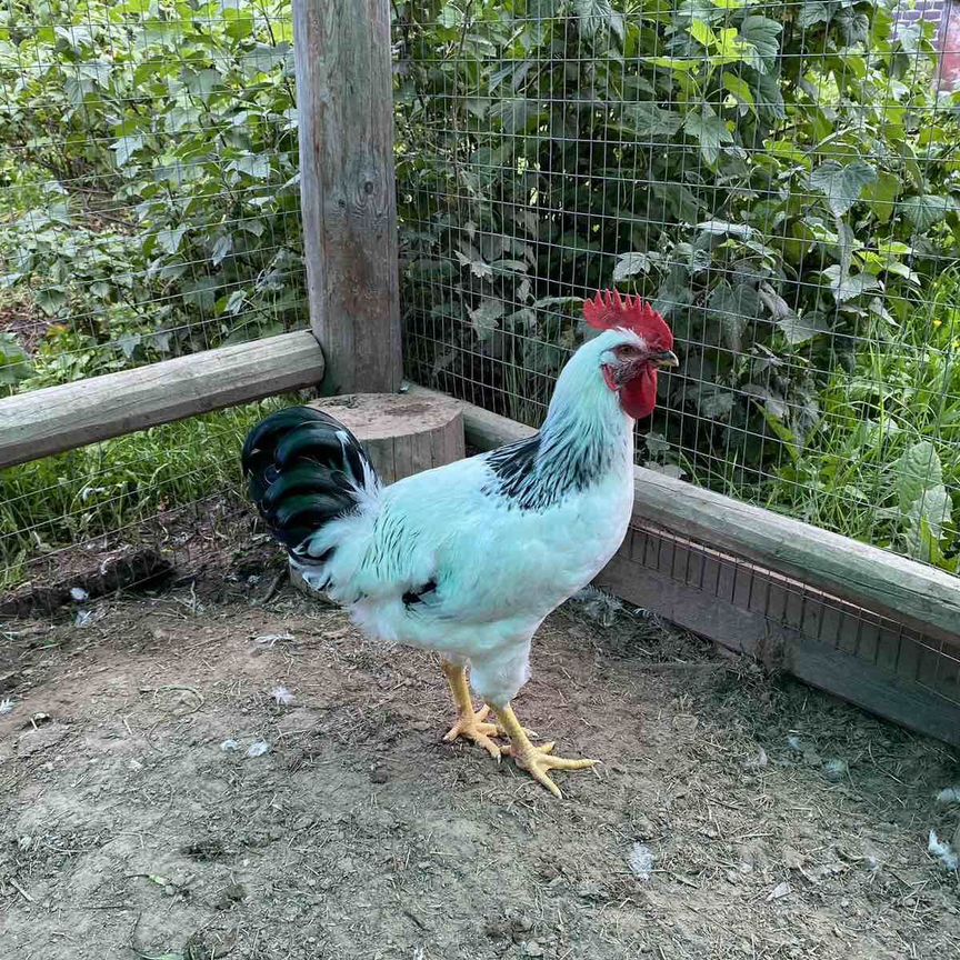 Петушки Леггорн и Адлеровскийсереб-ый