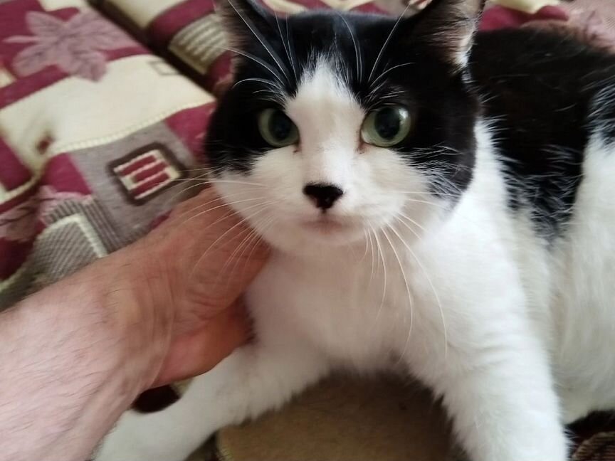 Кошка. Около 5-6 лет