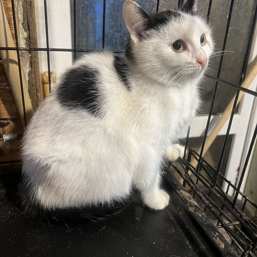 Котёнок грустит ищет маму