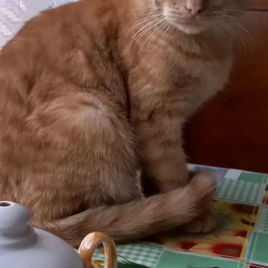 Кот Рыжик