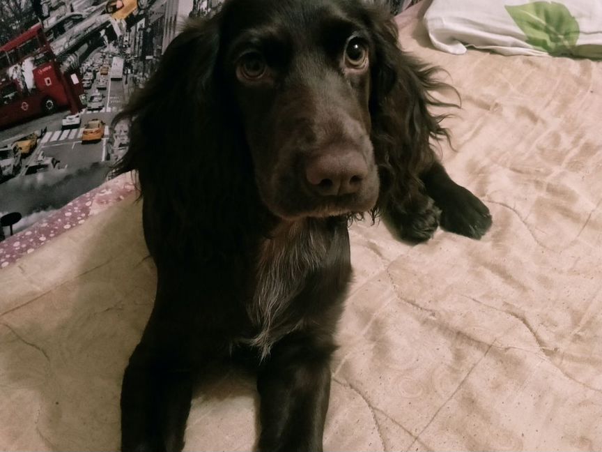 Русский охотничий спаниель щенки