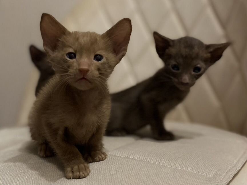 Ориентальные котята